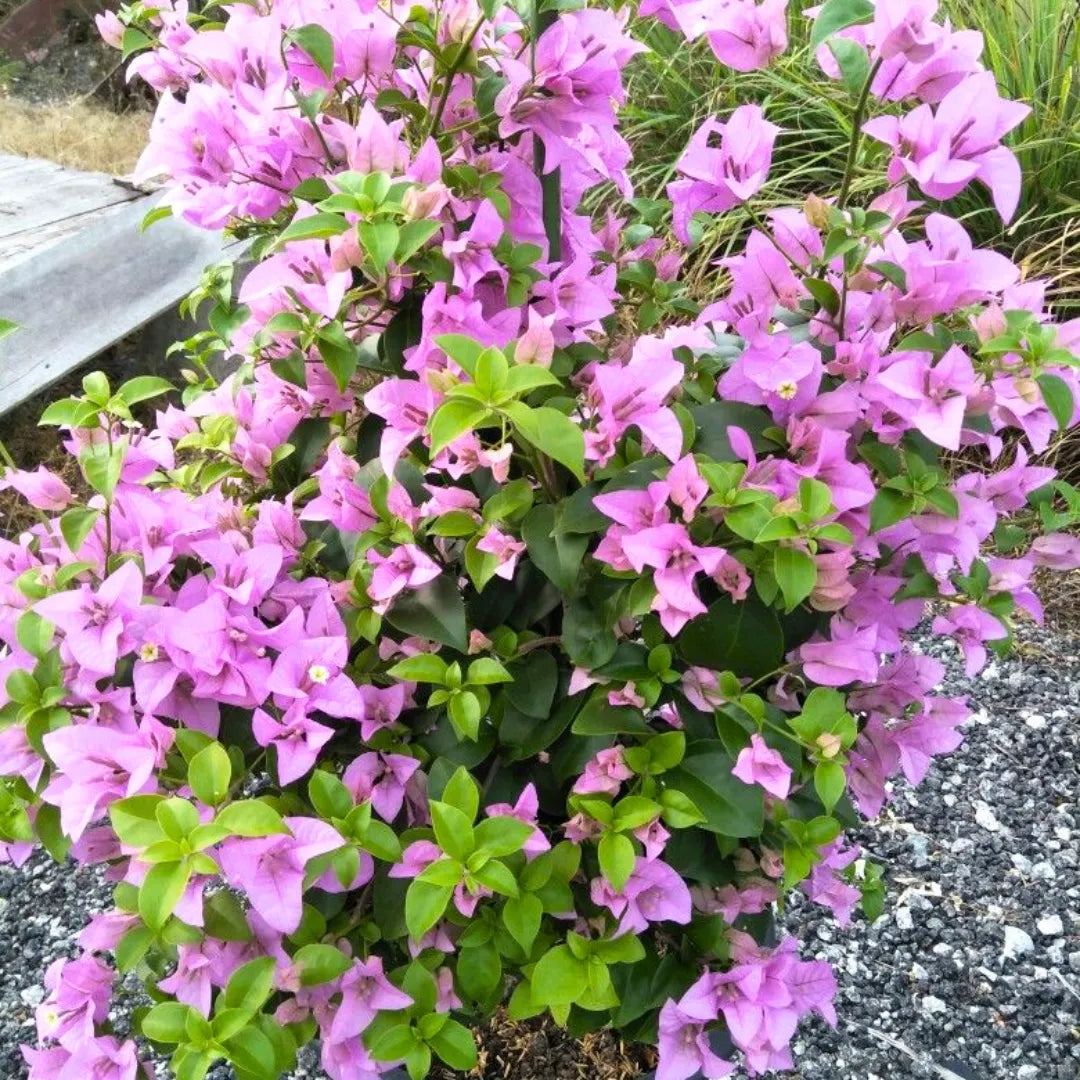 Bougainvillea Formosa (Paper Flower) - "Rare Flowering" Plant – Lalit ...