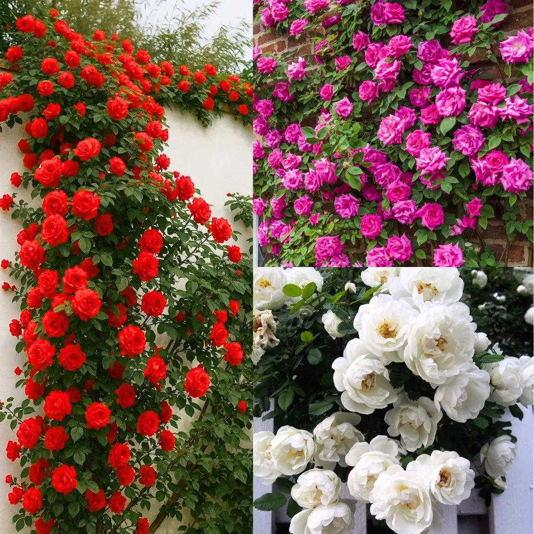 Creeping, Climbing Rose "Pack of 3" (Red, Pink or White) - Plant ...