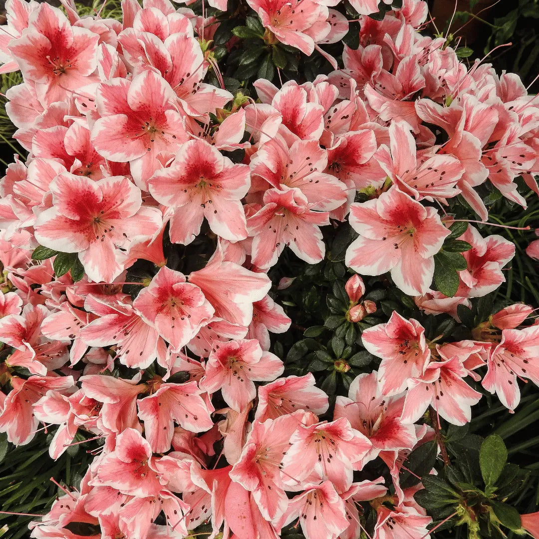 Dwarf Azalea (Rhododendron Atlanticum) - Plant – Lalit Enterprise