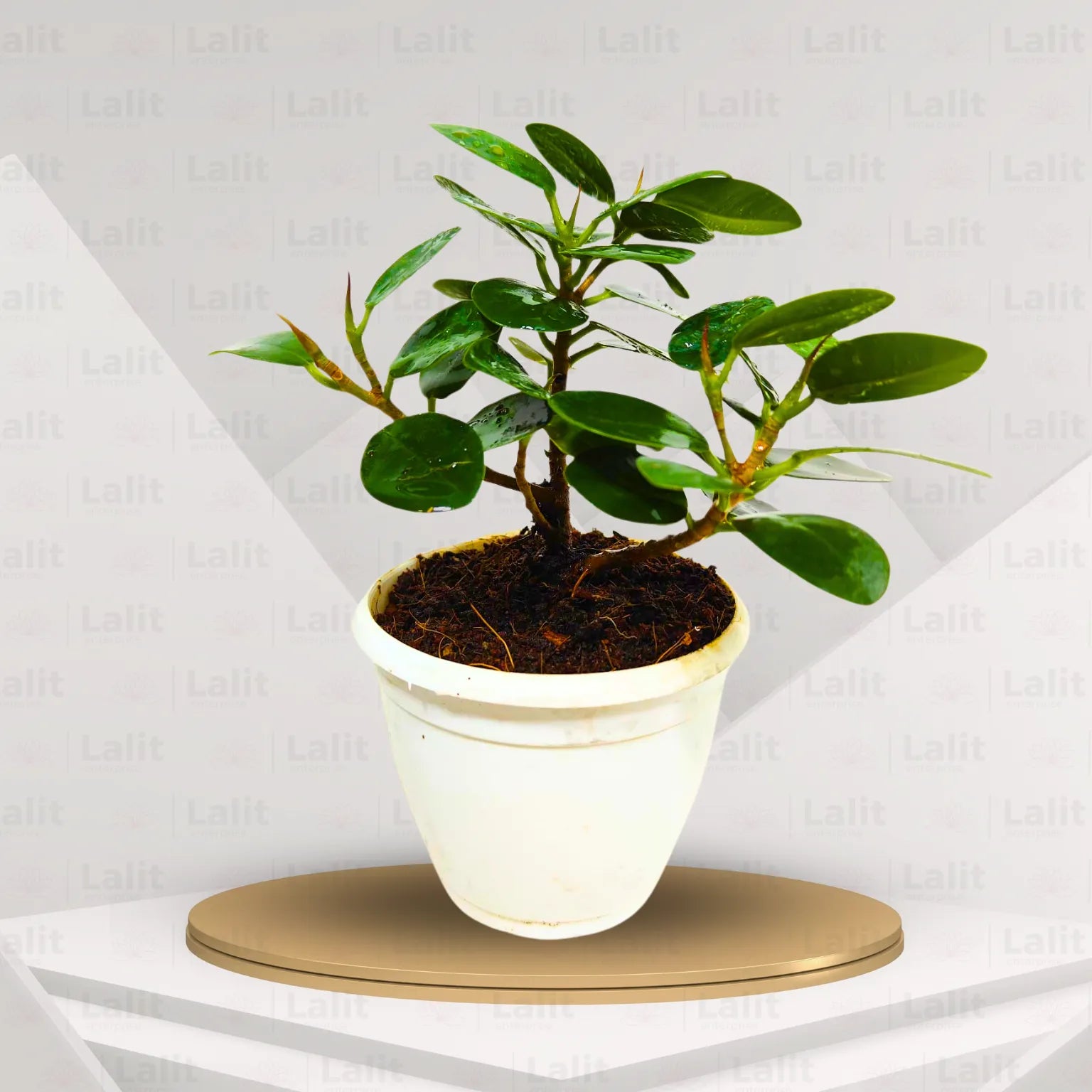 Dwarf Ficus Island "Microcarpa" - Plant – Lalit Enterprise