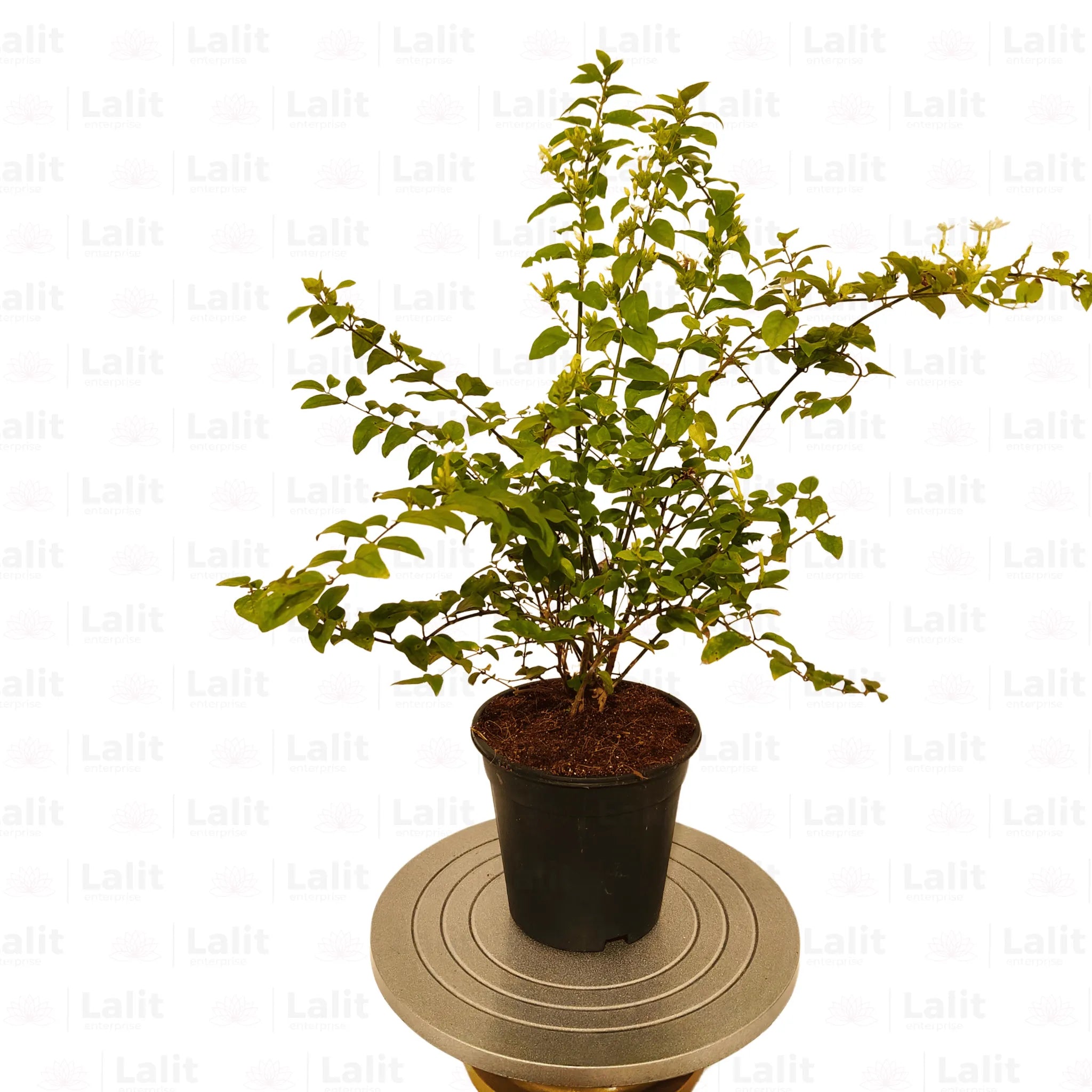 Dwarf Jasmine (Jasminum Parkeri) - Plant – Lalit Enterprise