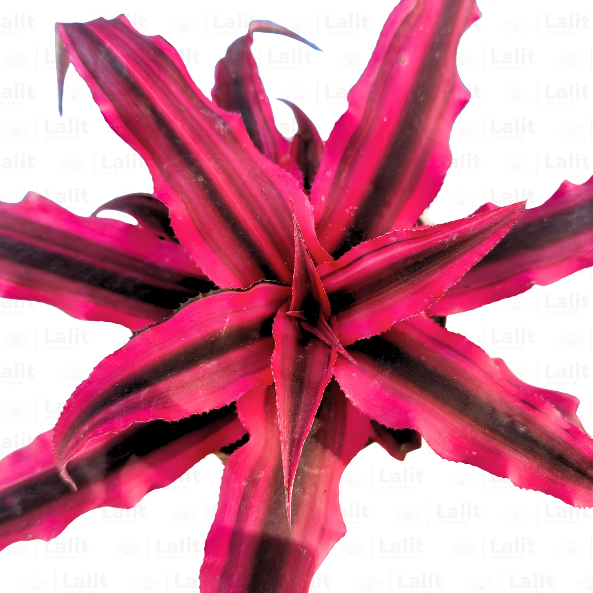 Earth Star (Cryptanthus Bromeliad) Red - Plant – Lalit Enterprise