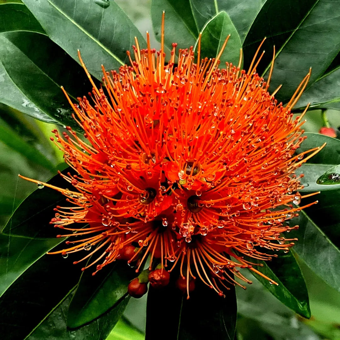 First Love (Xanthostemon Chrysanthus) Red Penda - Plant – Lalit Enterprise