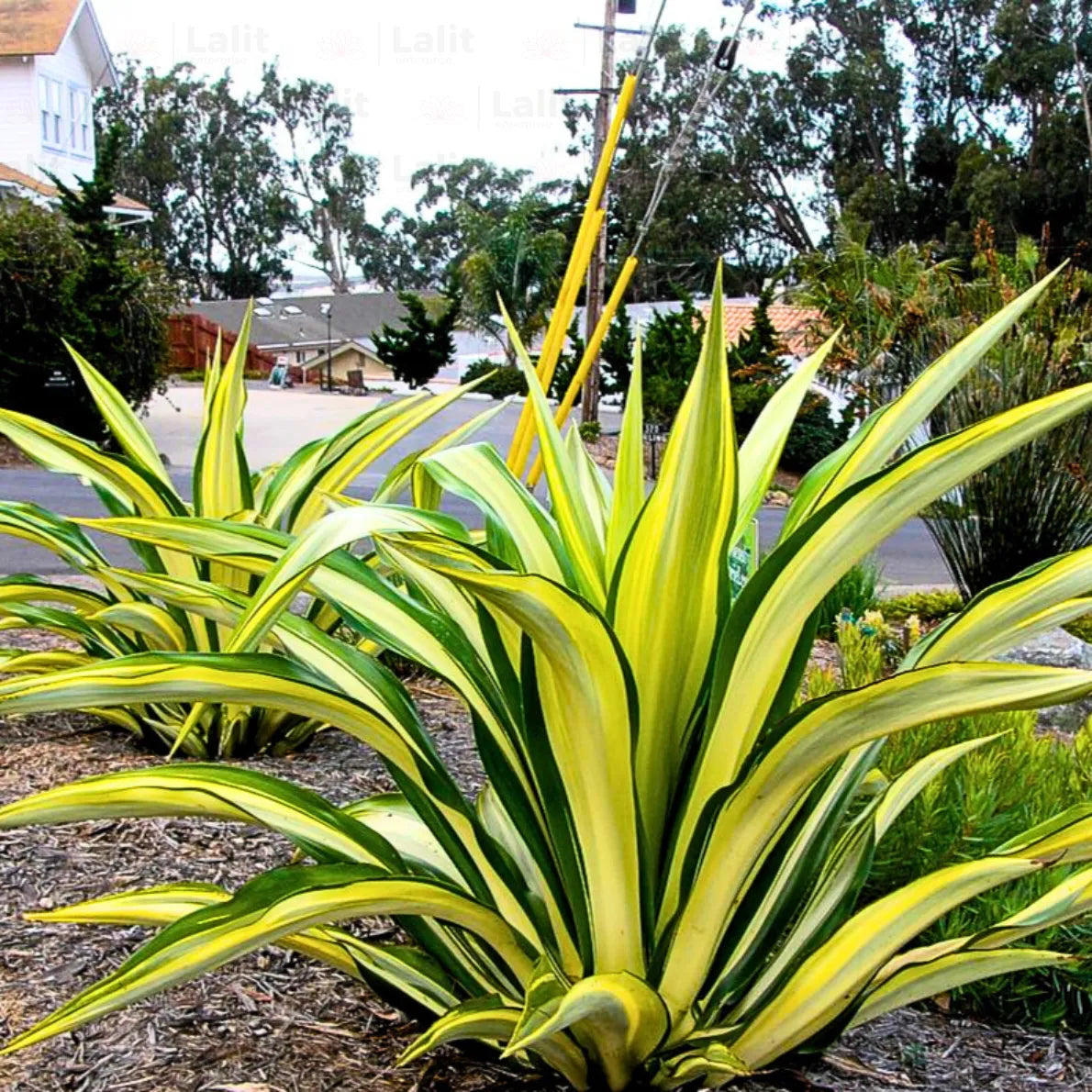 Furcaria Variegated "Furcraea Foetida" – Plant – Lalit Enterprise