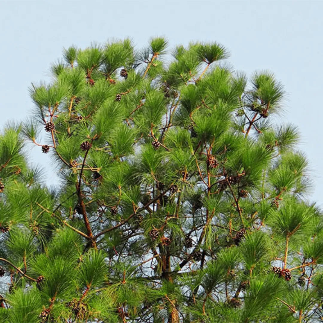 Himalayan Pine (Pinus Wallichiana) - Plant – Lalit Enterprise