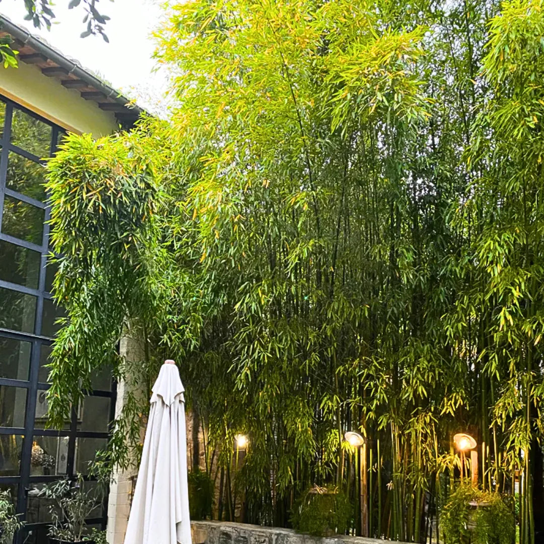 Multiplex Bamboo (Bambusa Multiplex) - Plant – Lalit Enterprise