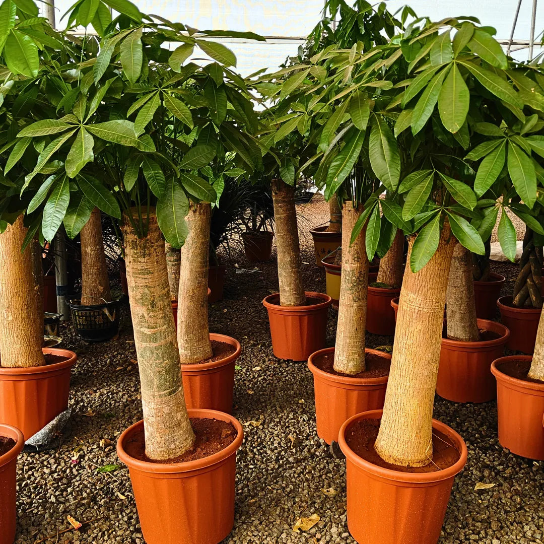 Pachira Aquatica (Money Tree) "Single Shoot Thick Stem" - Plant – Lalit ...