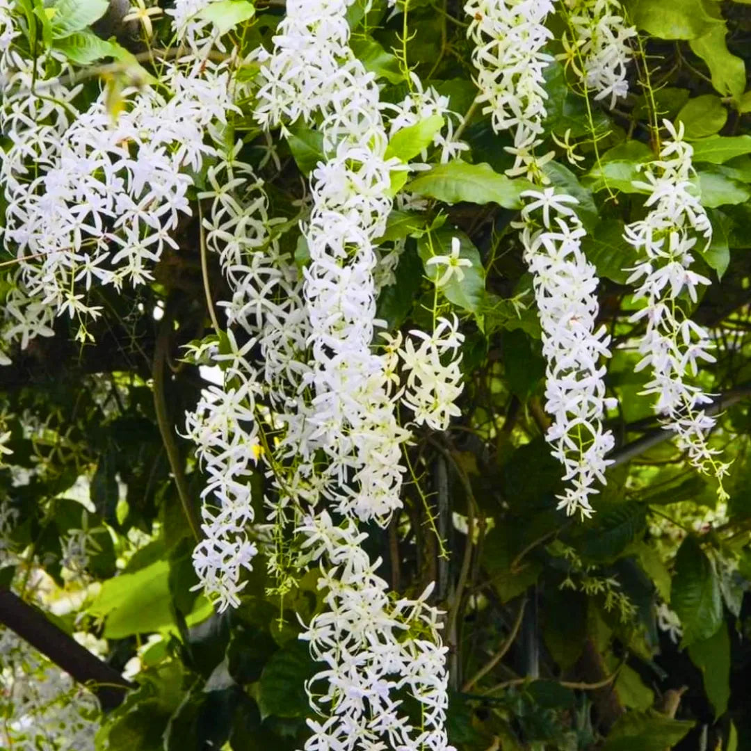 Petrea Volubilis White (Nilmoni Lata) Sandpaper Vine - Plant – Lalit ...
