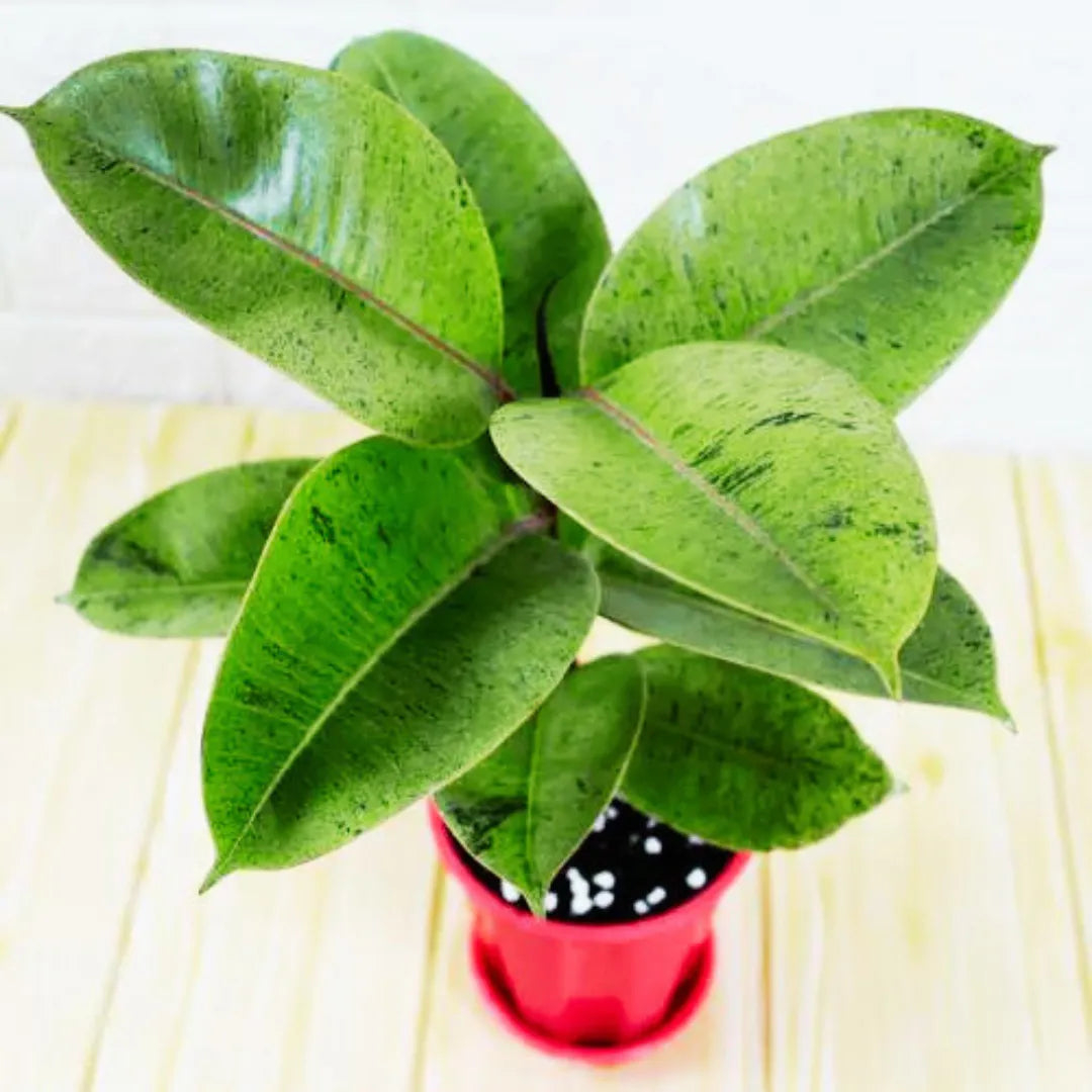 Ficus Elastica 'Shiveriana Moonshine' - Rubber Plants – Lalit Enterprise