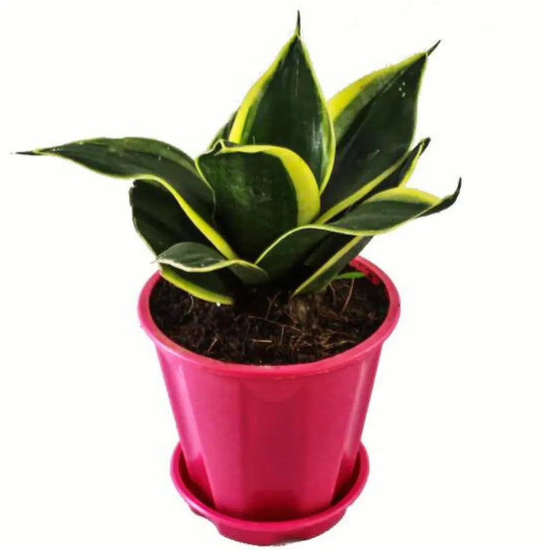 Dwarf Golden Snake Plant | Dwarf Sansevieria - Plants – Lalit Enterprise