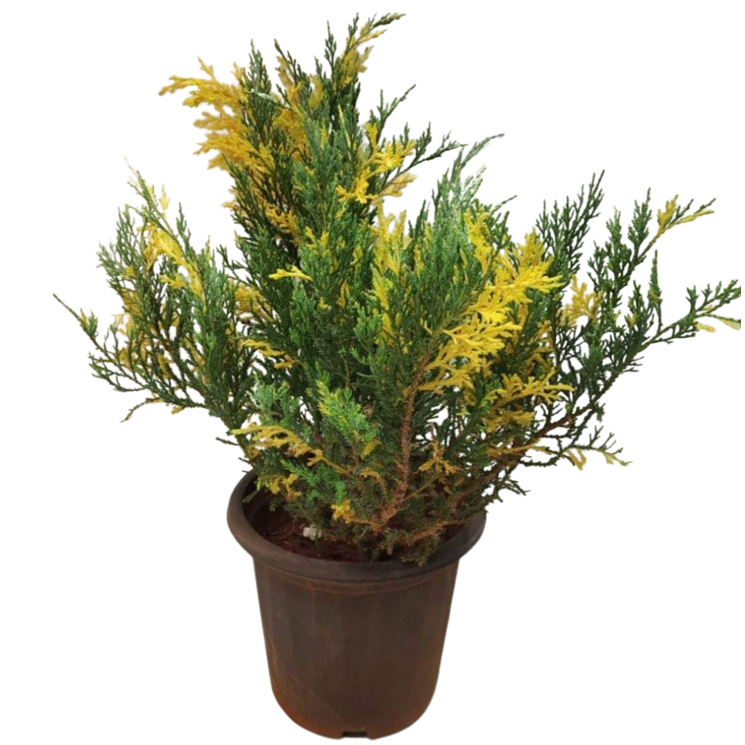 London Pine "Variegated" - Plant – Lalit Enterprise