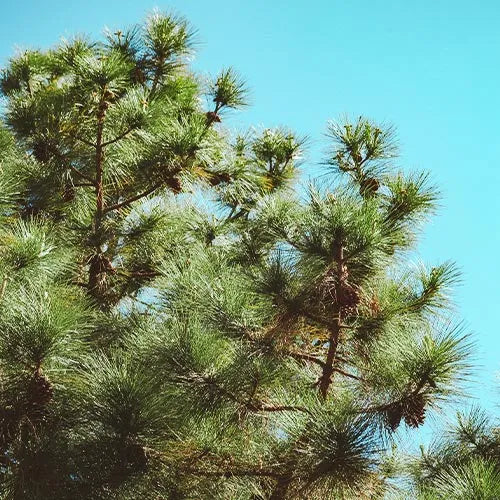 Casuarina Equisetifolia | Australian Pine Tree – Lalit Enterprise